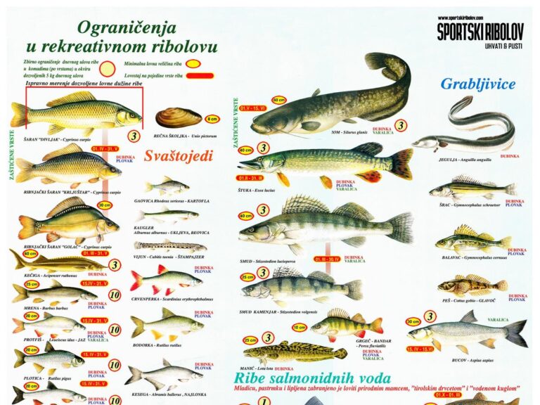 Vrste riba, minimalne dozvoljene mere i lovostaj u Srbiji – poster ...